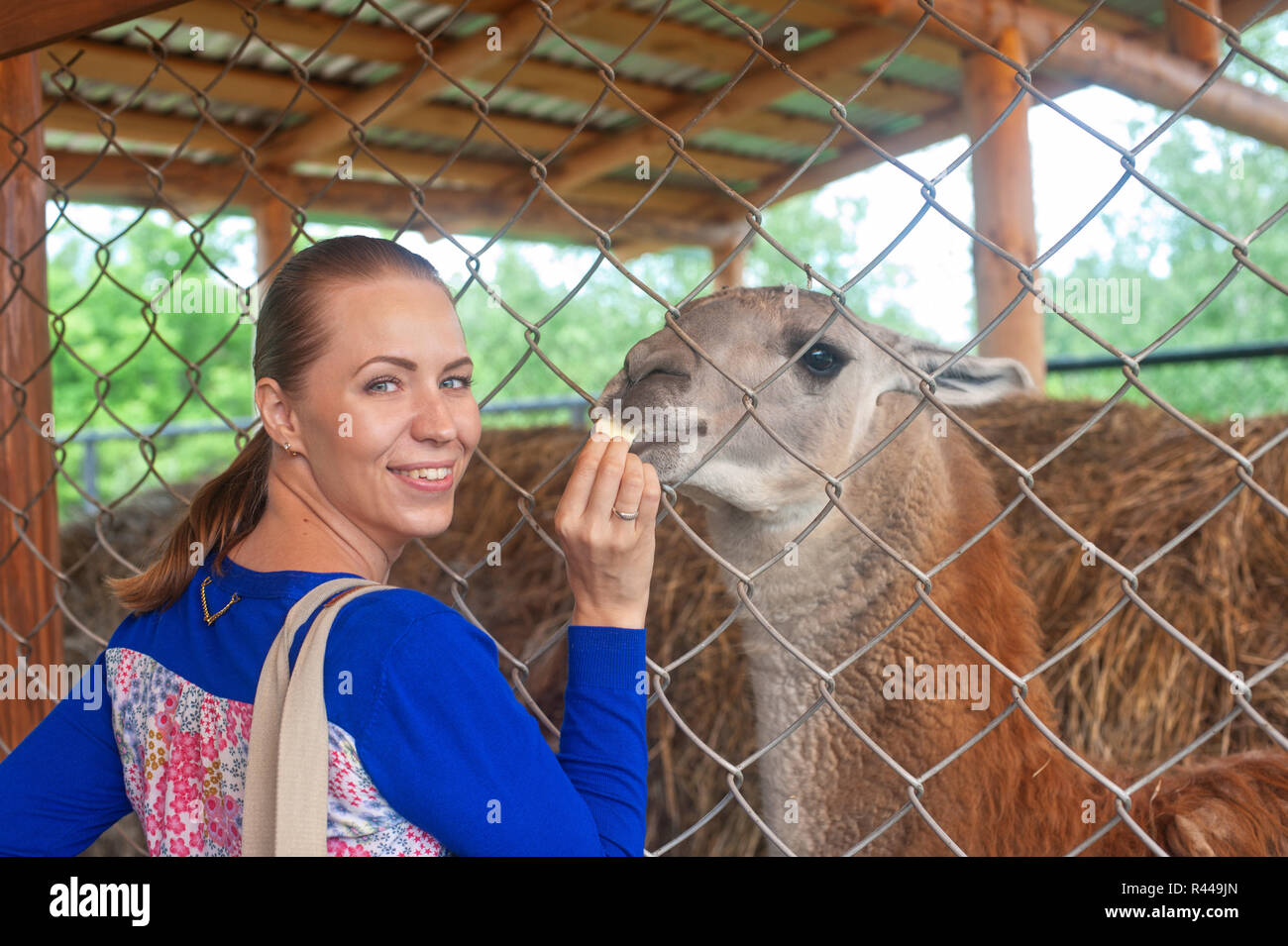 woman feeding lama Stock Photo - Alamy