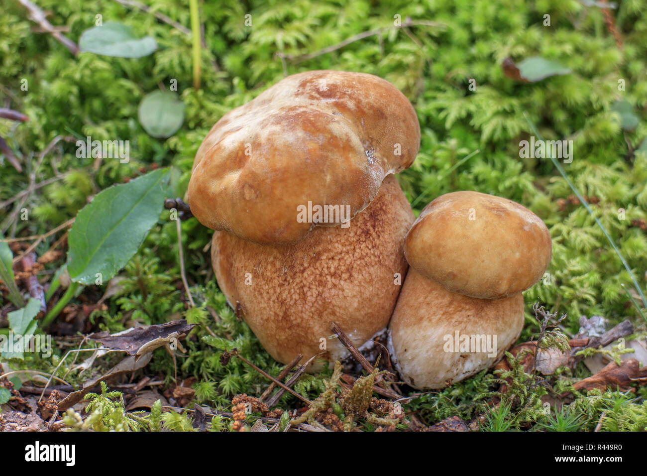 Edulis hi-res stock photography and images - Alamy