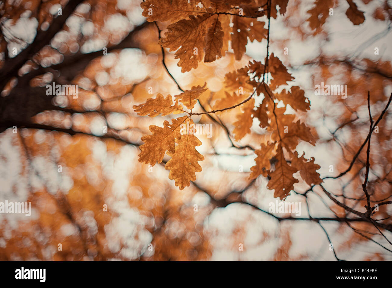 autumn oak-tree leaves Stock Photo - Alamy
