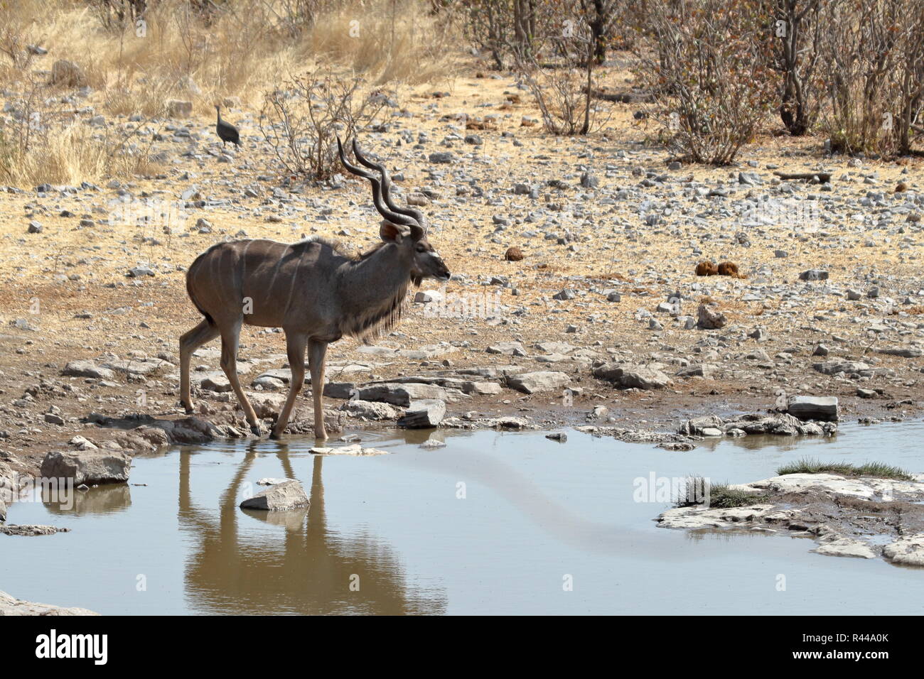 Grosser kudu hi-res stock photography and images - Alamy
