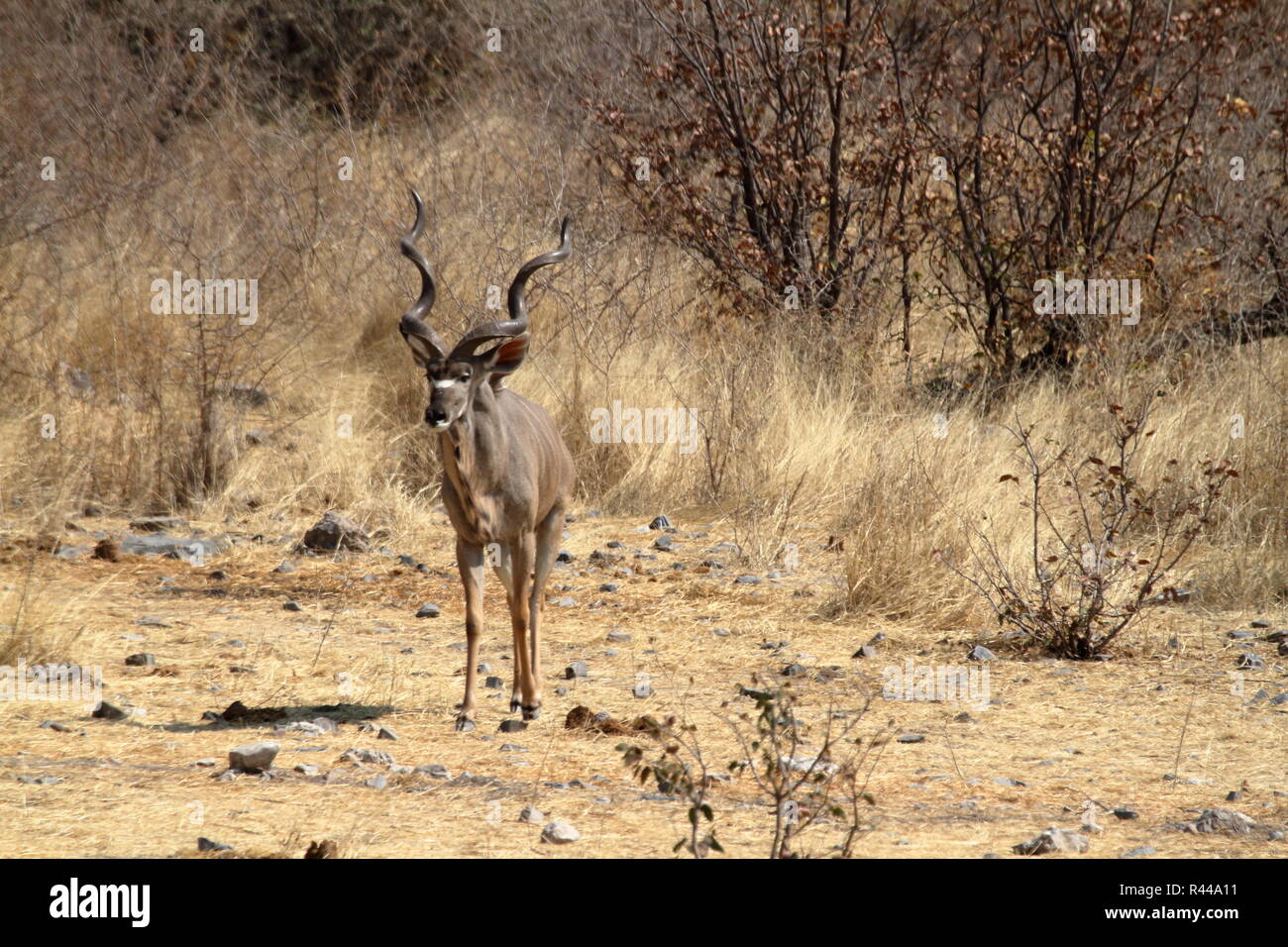 Kuduantilope hi-res stock photography and images - Alamy