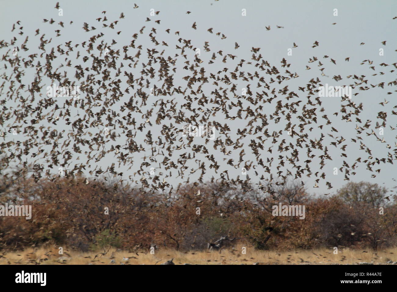 Webervogel hi-res stock photography and images - Alamy