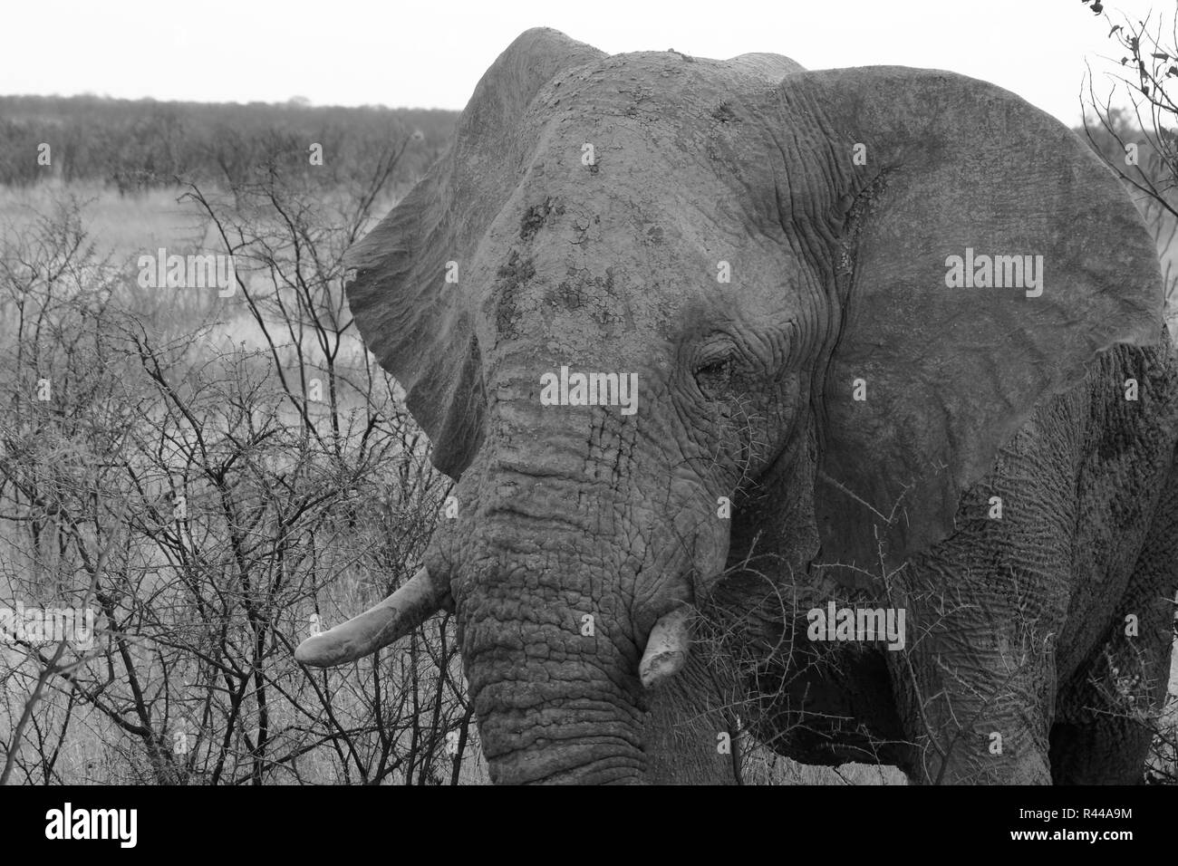 Namibia elephant in etosha Black and White Stock Photos & Images - Alamy