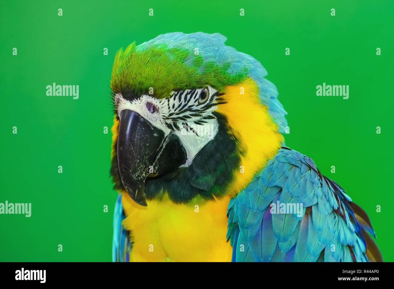 The Macaw Parrot Stock Photo - Alamy