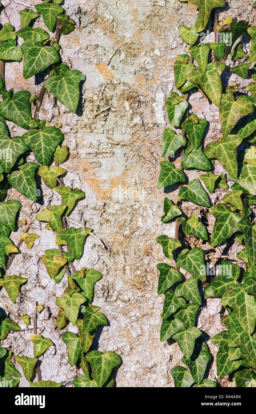 Ivy Leaf Climbing Deciduous Tree High Resolution Stock Photography and ...