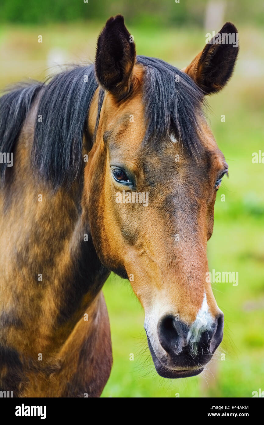 Portrait of the Horse Stock Photo - Alamy