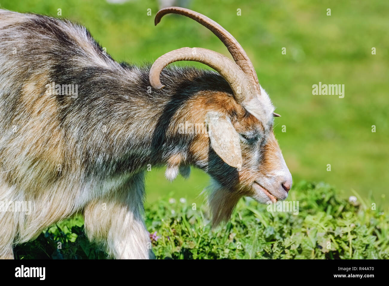 Portrait of Nanny Goat Stock Photo - Alamy