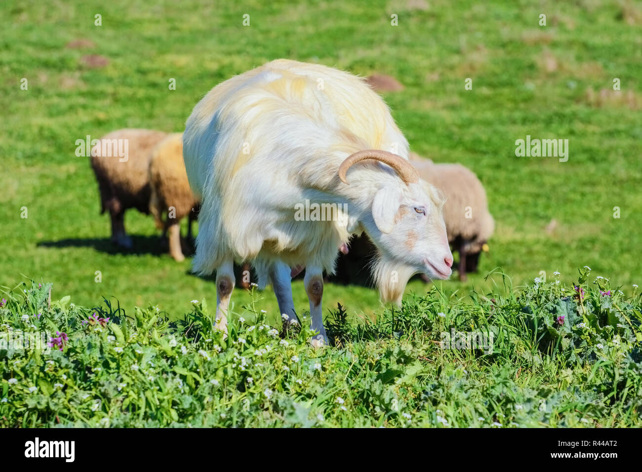 A Nanny Goat Stock Photo - Alamy