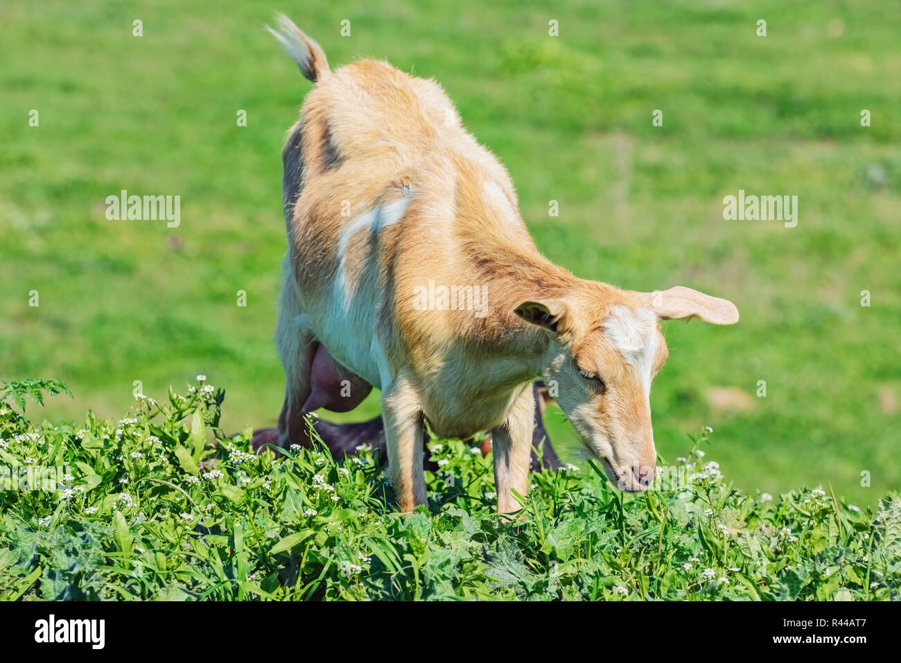 Young Nanny Goat Stock Photo - Alamy