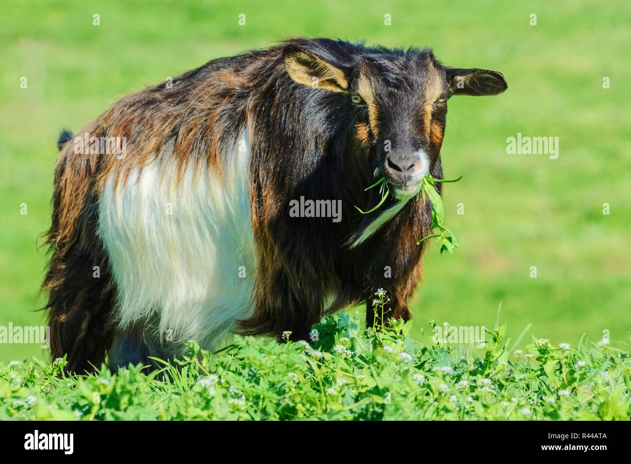 A Billy Goat Stock Photo Alamy a-billy-goat-stock-photo-alamy