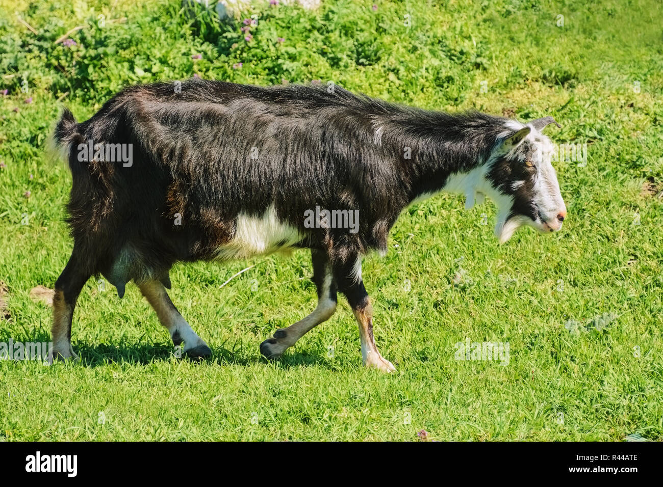 The Nanny Goat Stock Photo - Alamy