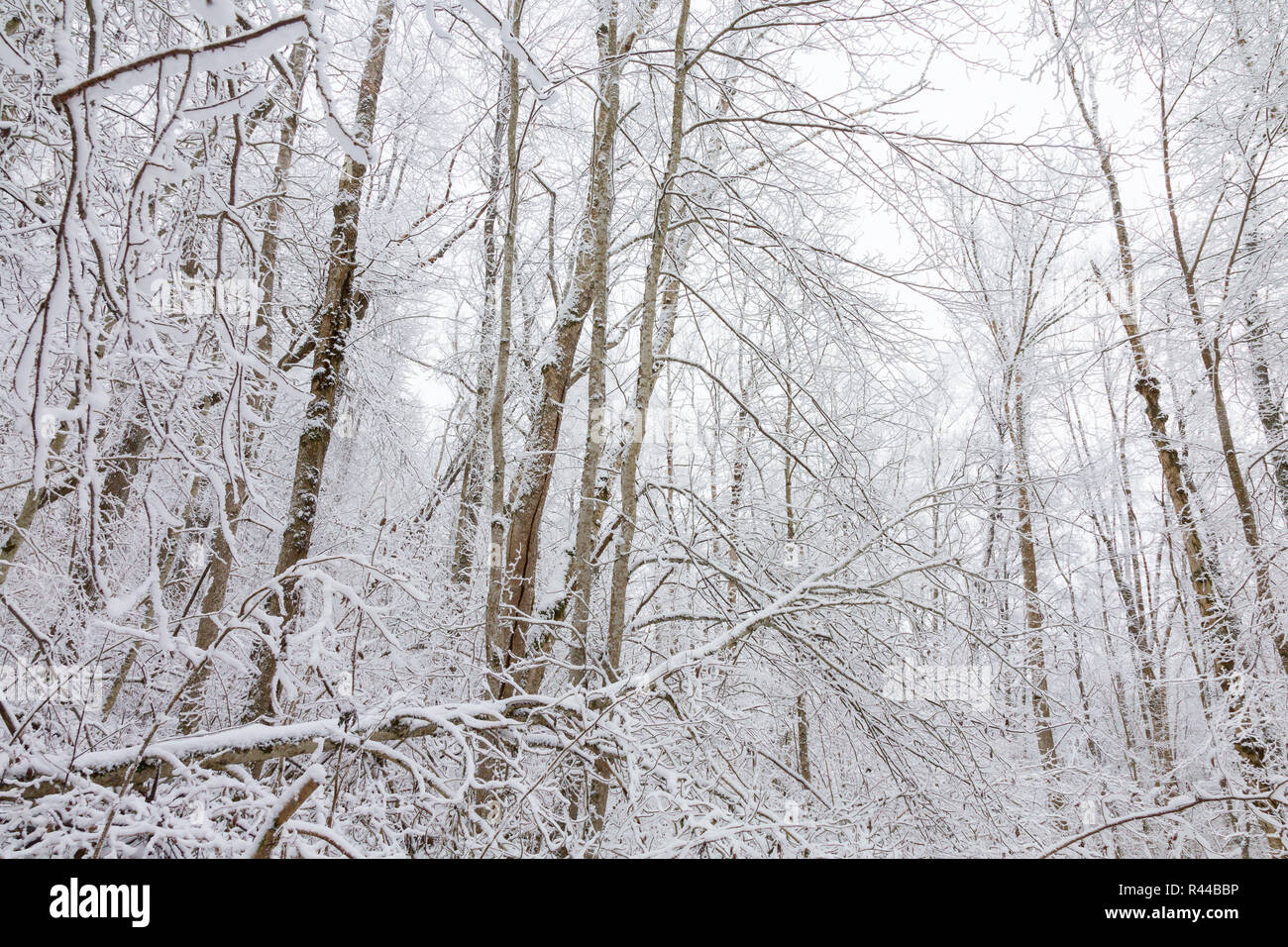 Views in the woods with snow Stock Photo - Alamy