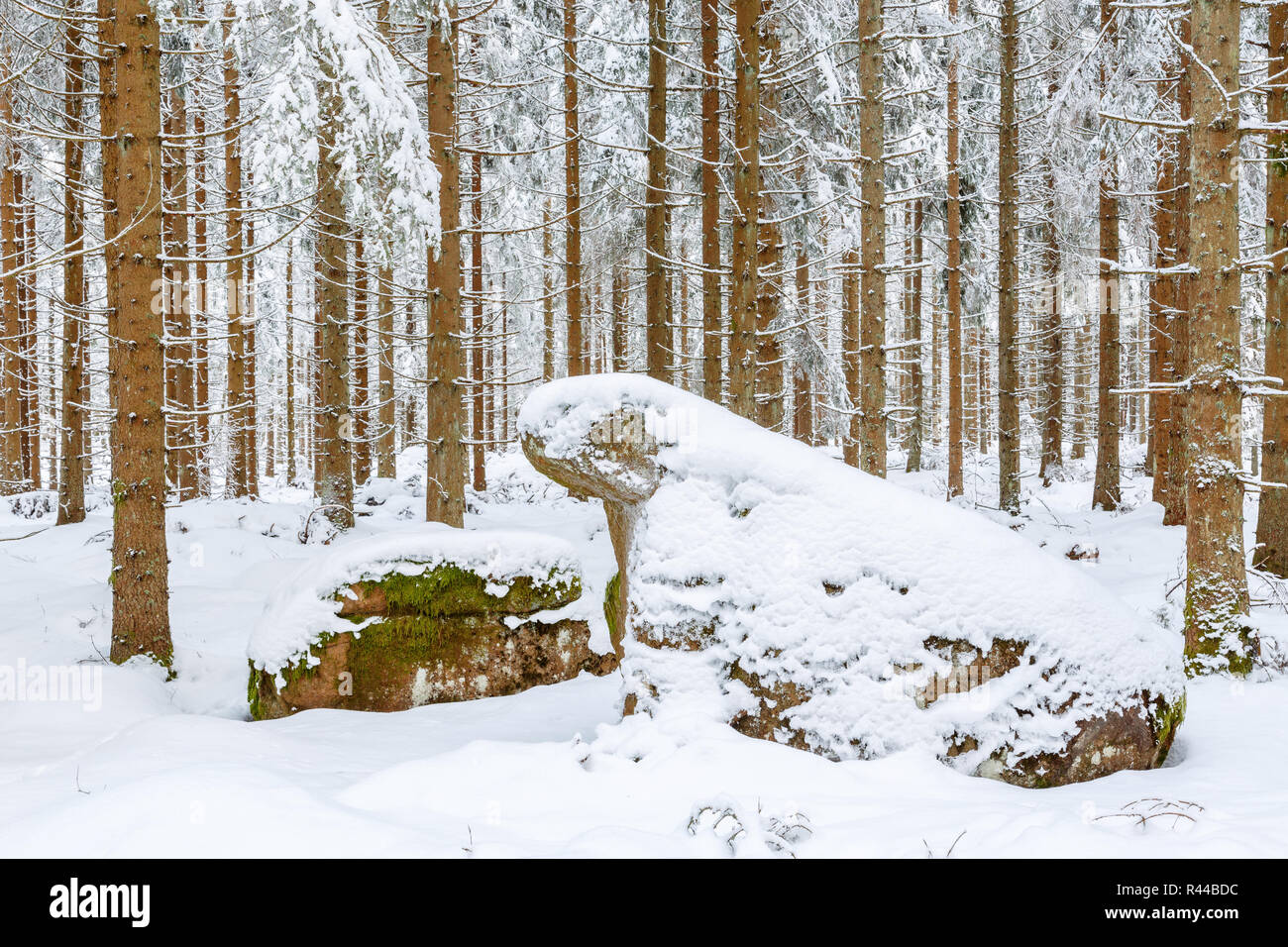Rock formation in a spruce forest with snow in winter Stock Photo - Alamy