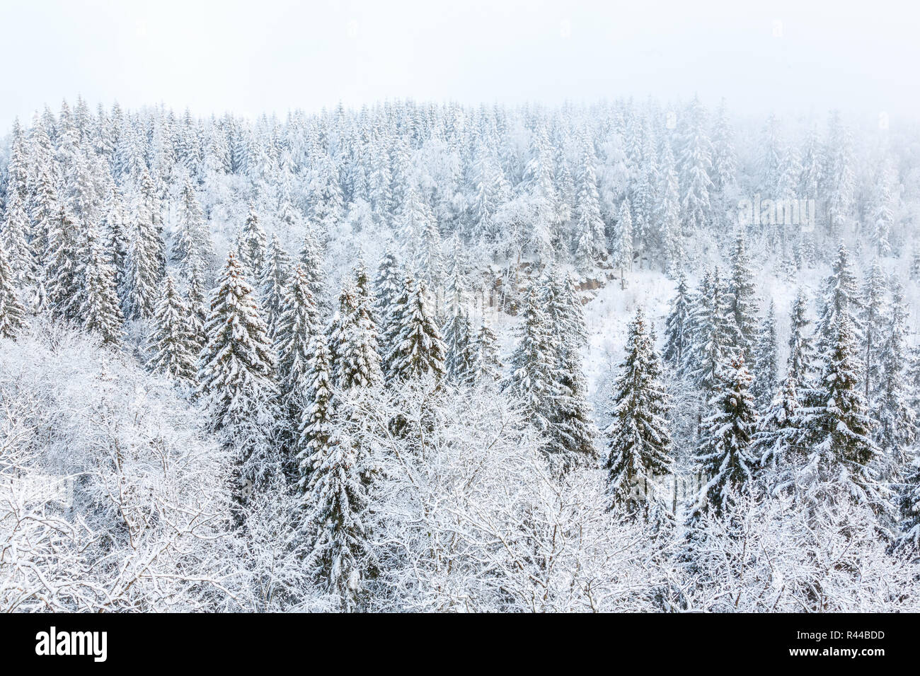 View of a forest in the winter with snow and frost Stock Photo - Alamy