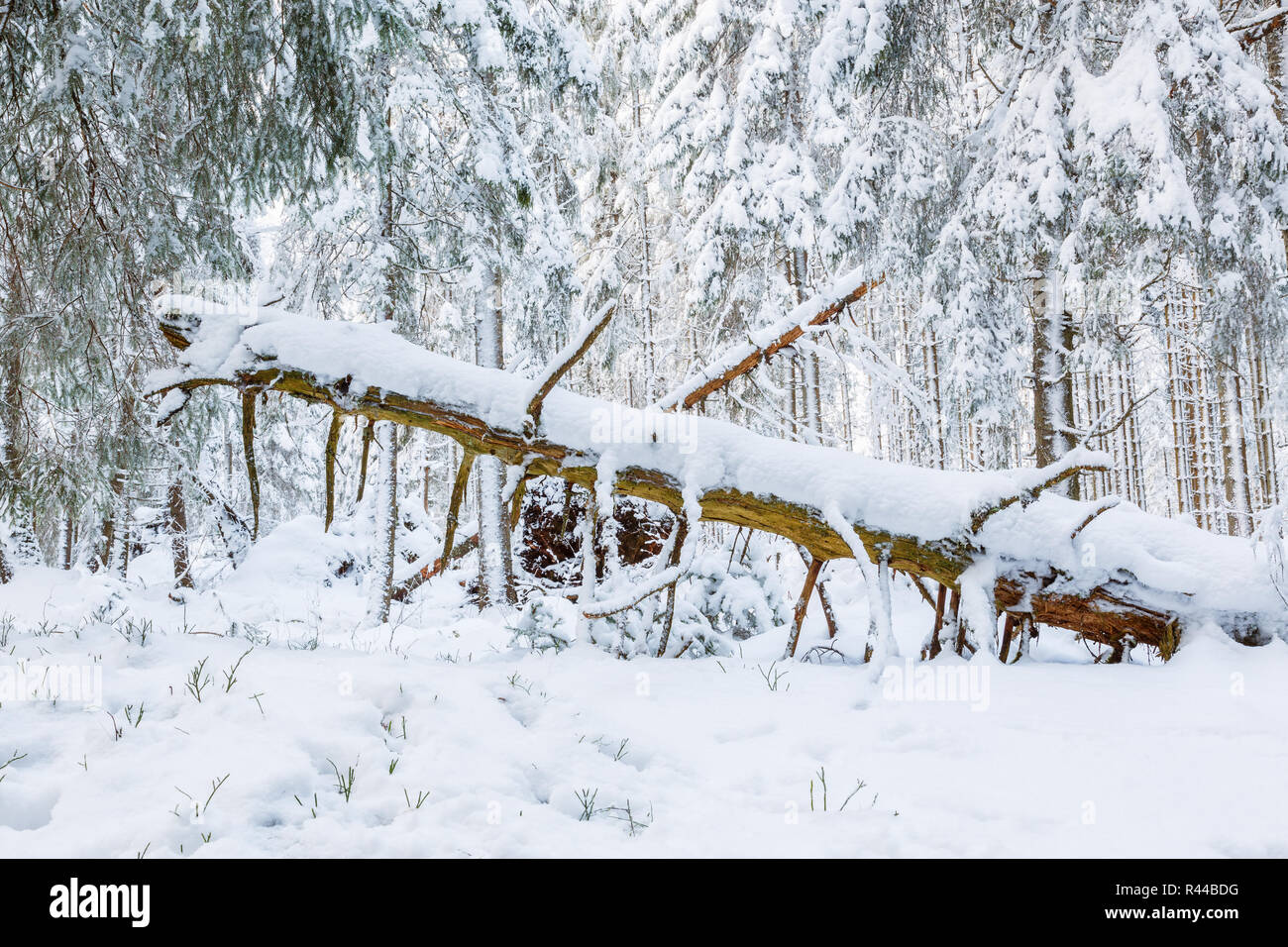 Old snag hi-res stock photography and images - Alamy