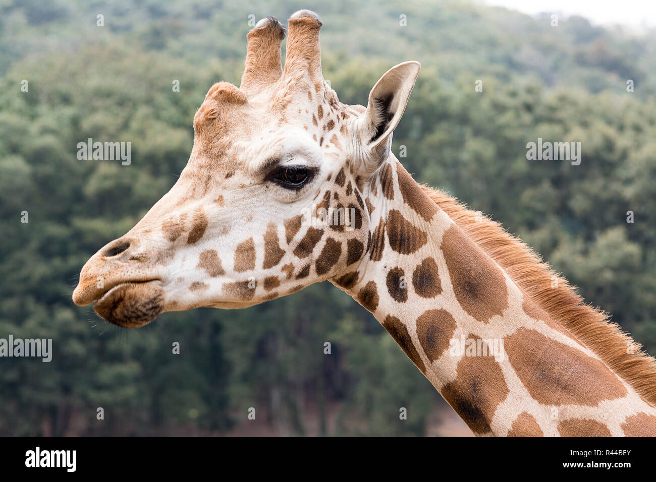 Giraffe mouth teeth hi-res stock photography and images - Alamy