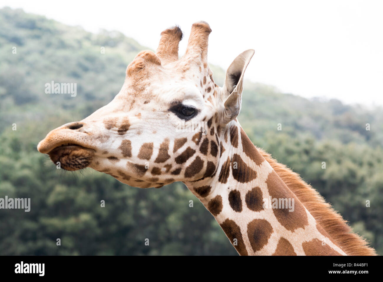 Sad giraffe hi-res stock photography and images - Alamy