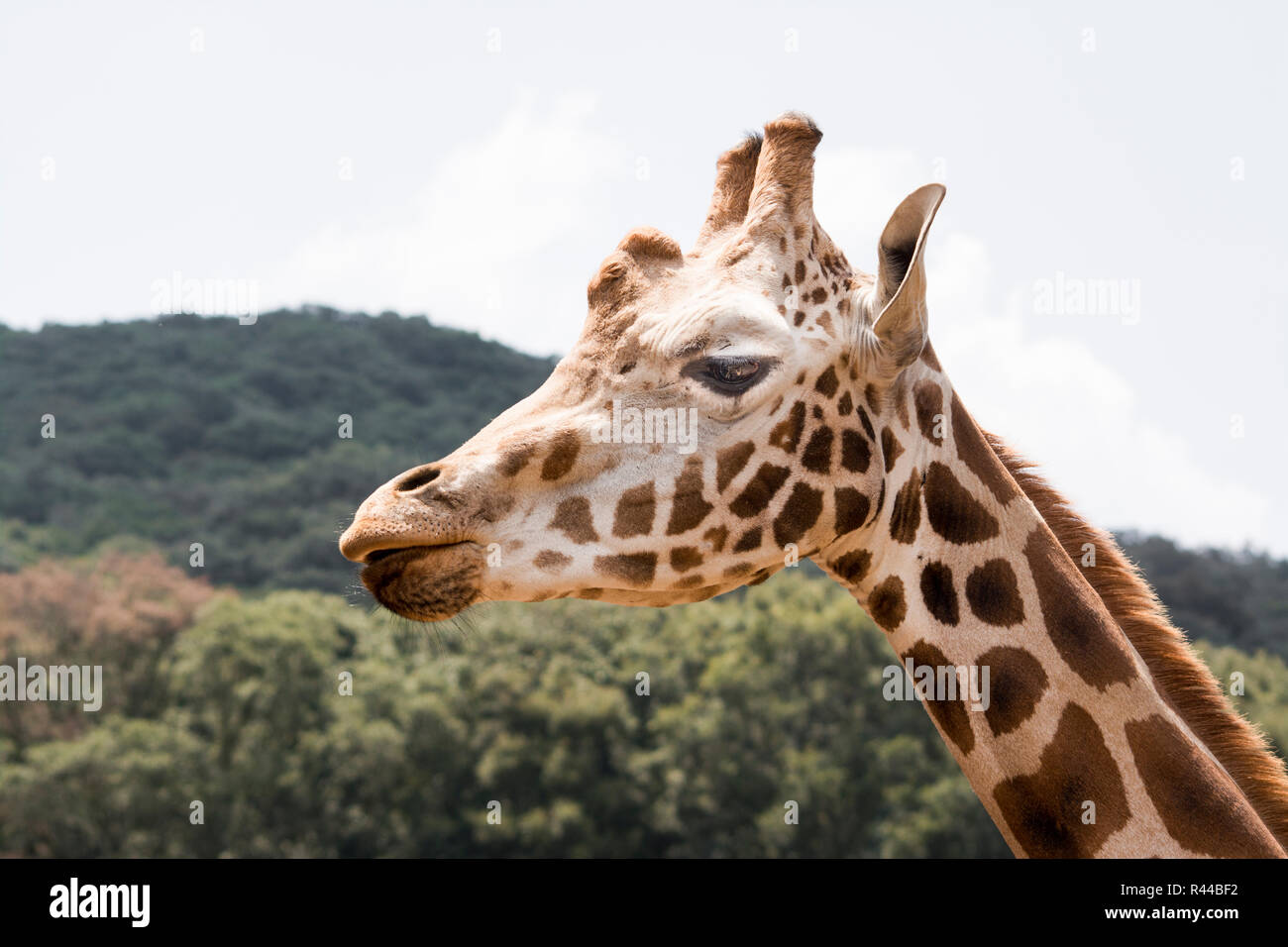 Sad giraffe hi-res stock photography and images - Alamy