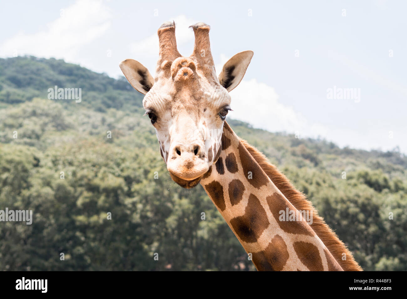 Giraffee conservation africa hi-res stock photography and images - Alamy