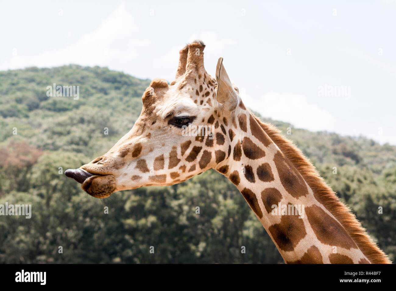 Giraffe showing the tongue and teeth Stock Photo - Alamy