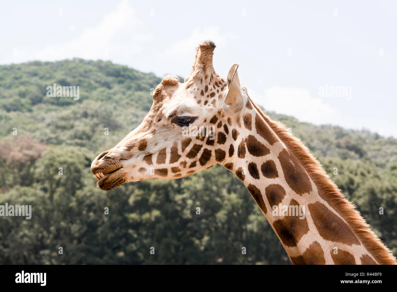 Giraffe showing teeth Stock Photo - Alamy