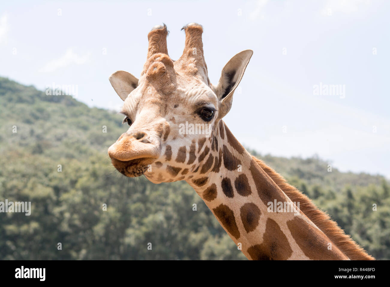 Giraffe peeking hi-res stock photography and images - Alamy