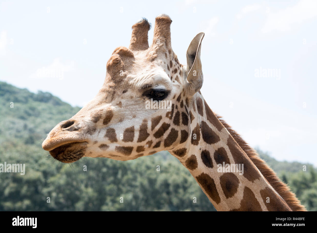 Crying Giraffe