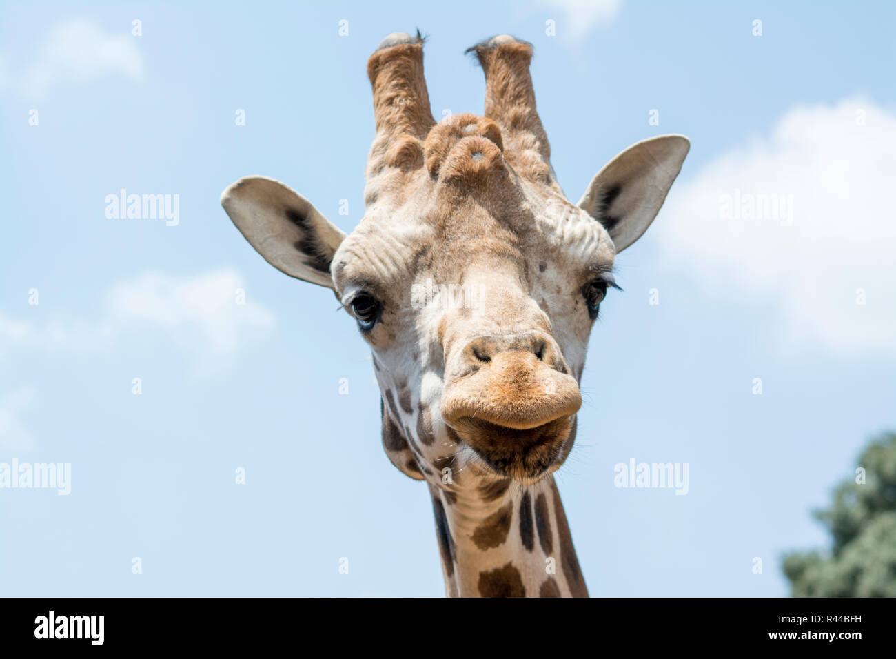 Giraffe Front Look Stock Photo - Alamy