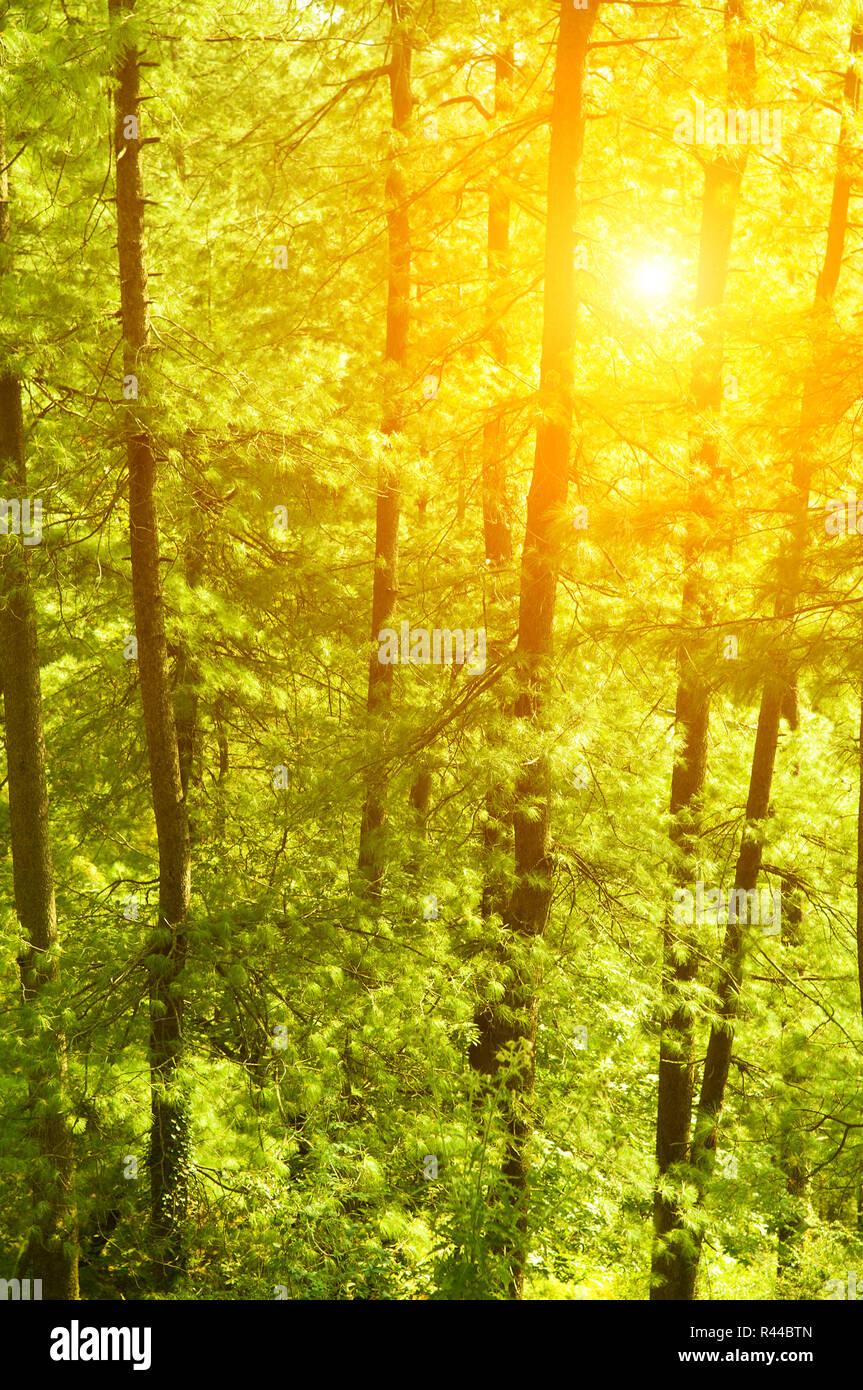 Sunset in pine woods Stock Photo - Alamy