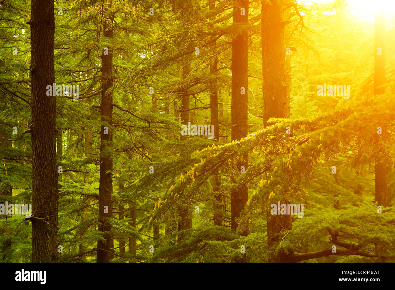 Pine tree in golden sunlight Stock Photo - Alamy