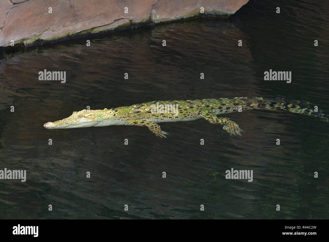 white crocodile Stock Photo - Alamy
