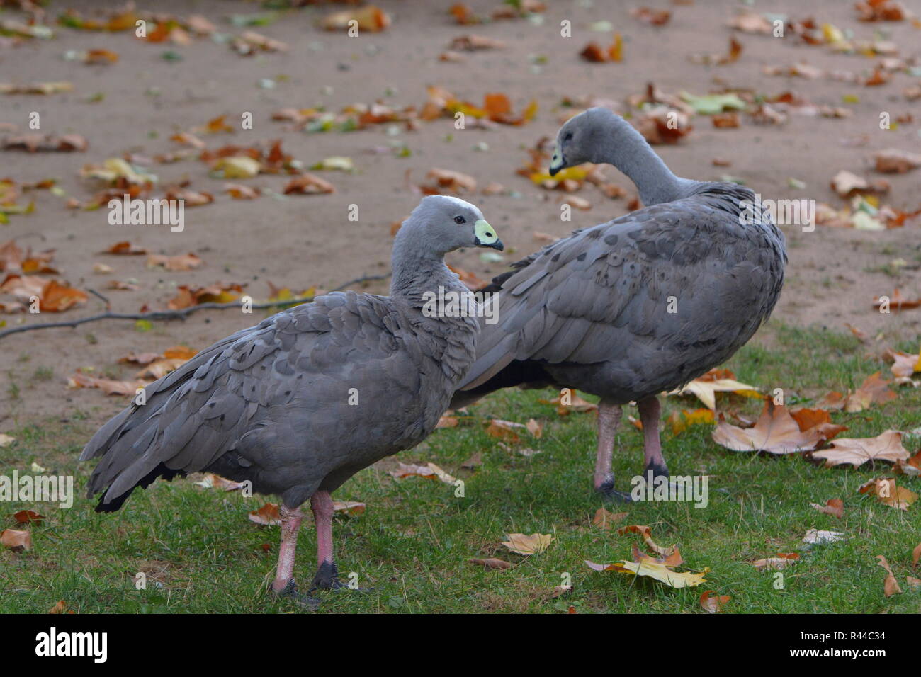 Chicken geese hi-res stock photography and images - Alamy