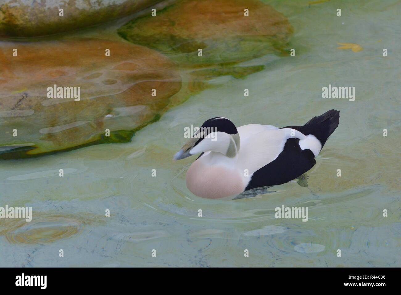 Eiderenten hi-res stock photography and images - Alamy