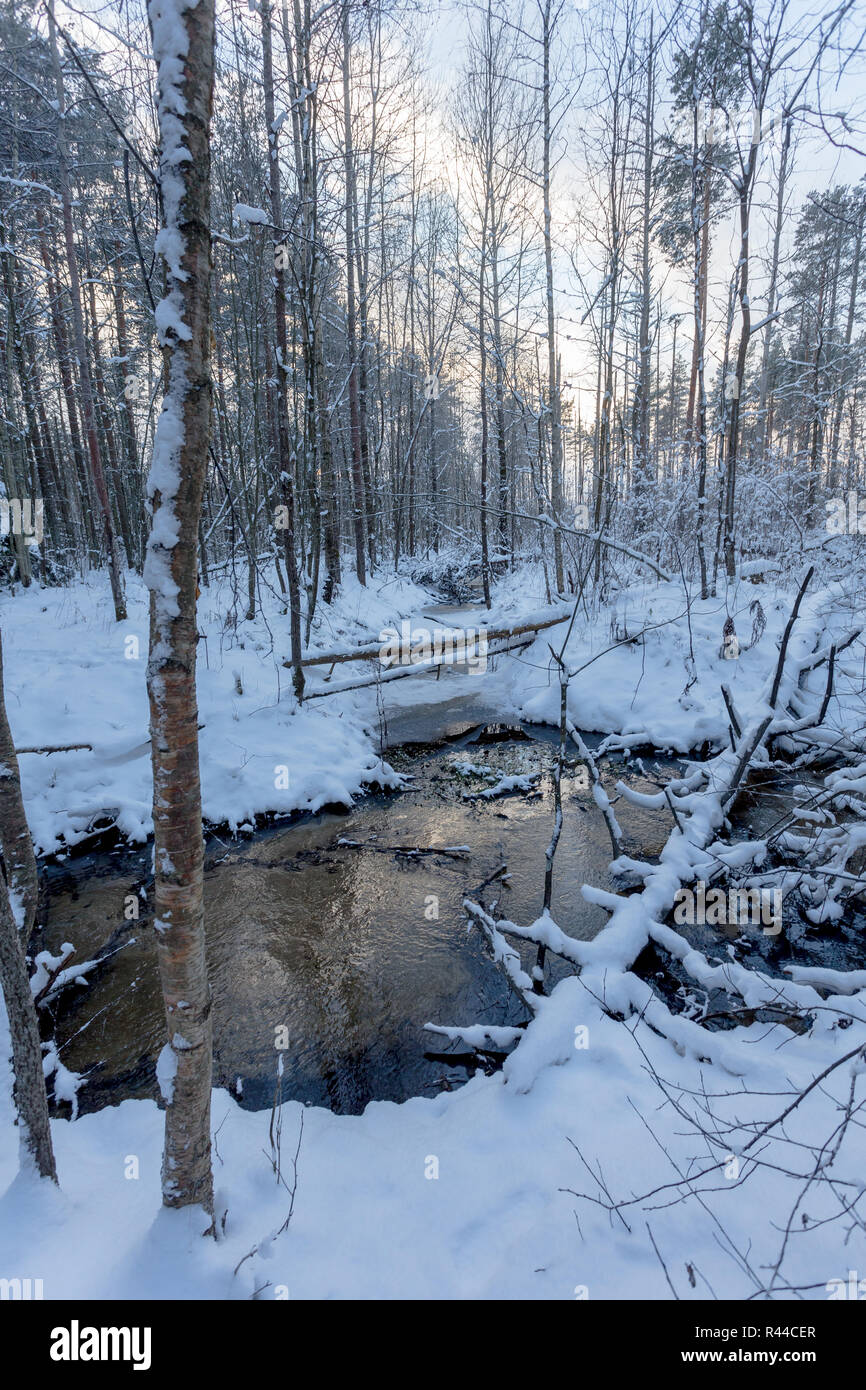Forest Stream Winter