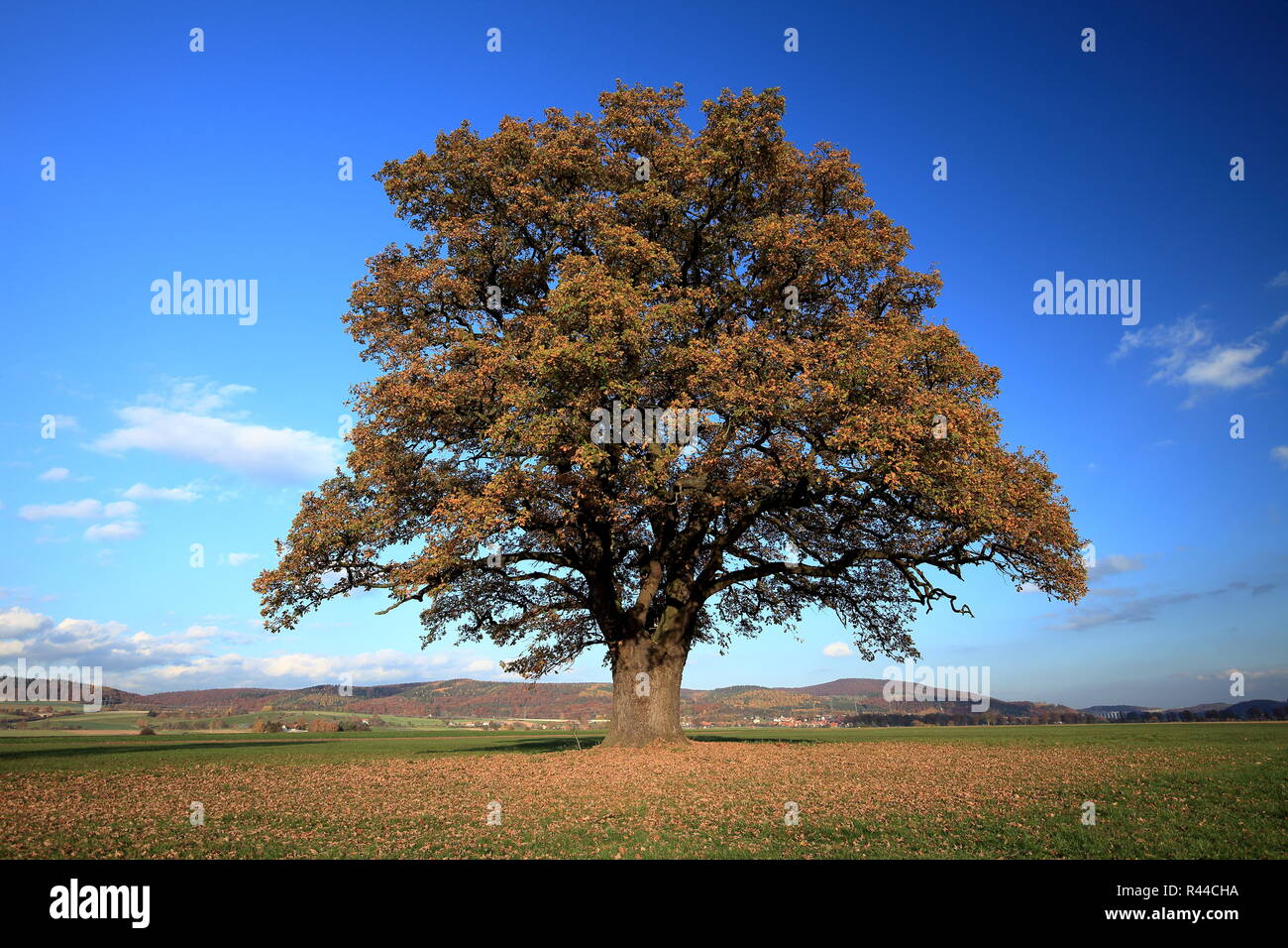 old oak tree in golden autumn Stock Photo - Alamy