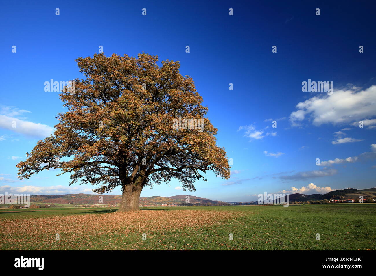 old oak tree in golden autumn Stock Photo - Alamy