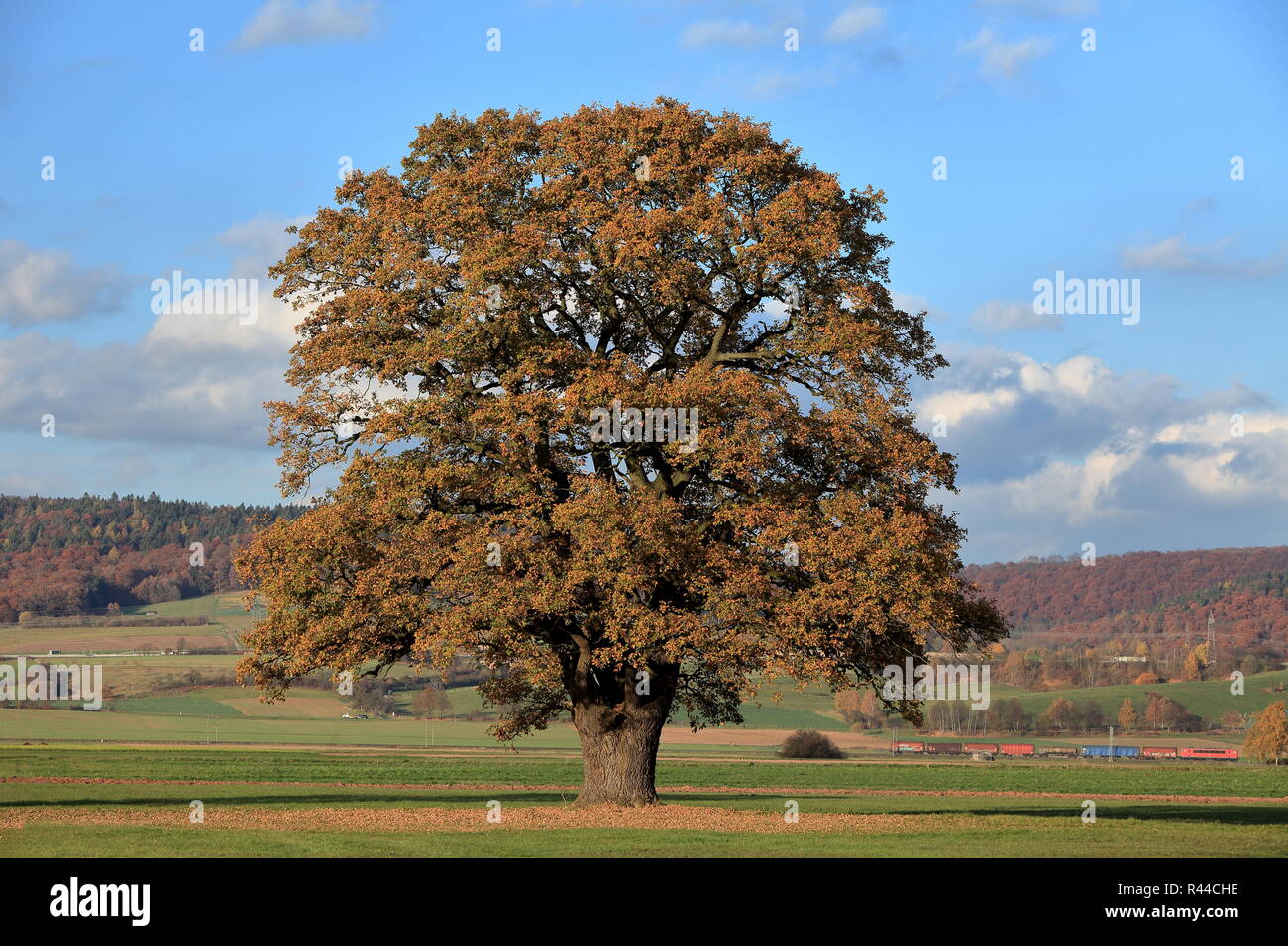 old oak tree in golden autumn Stock Photo - Alamy