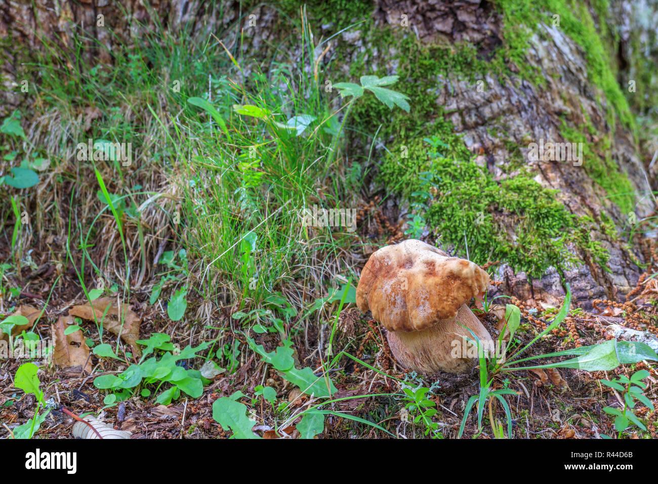 Boletus mushrooms hi-res stock photography and images - Alamy