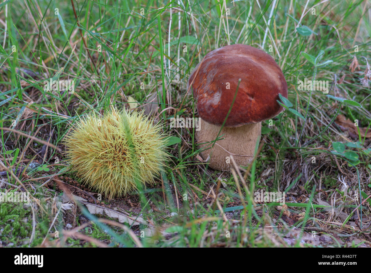 Edulis hi-res stock photography and images - Alamy
