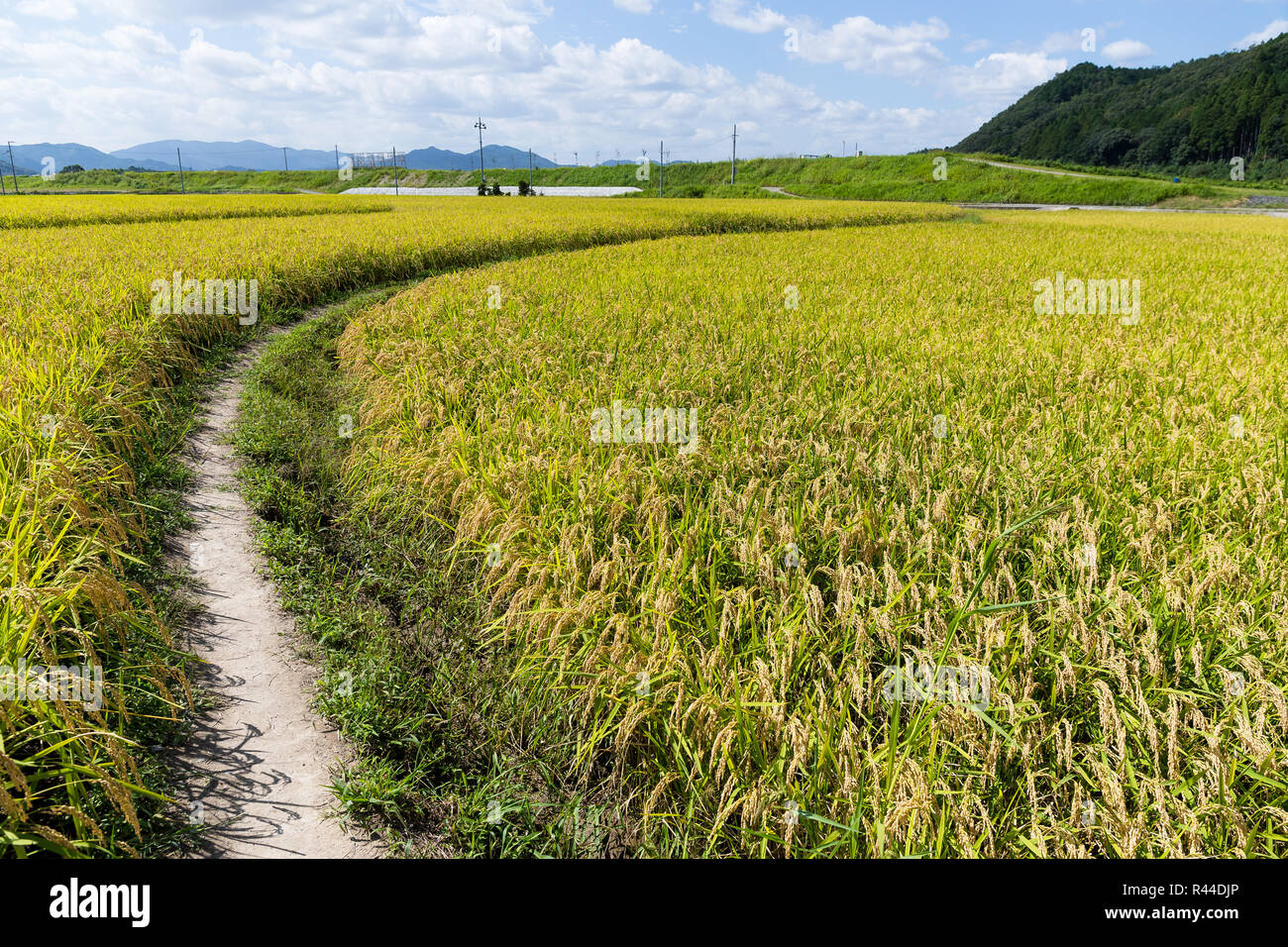 Walkway into green rice field Stock Photo - Alamy