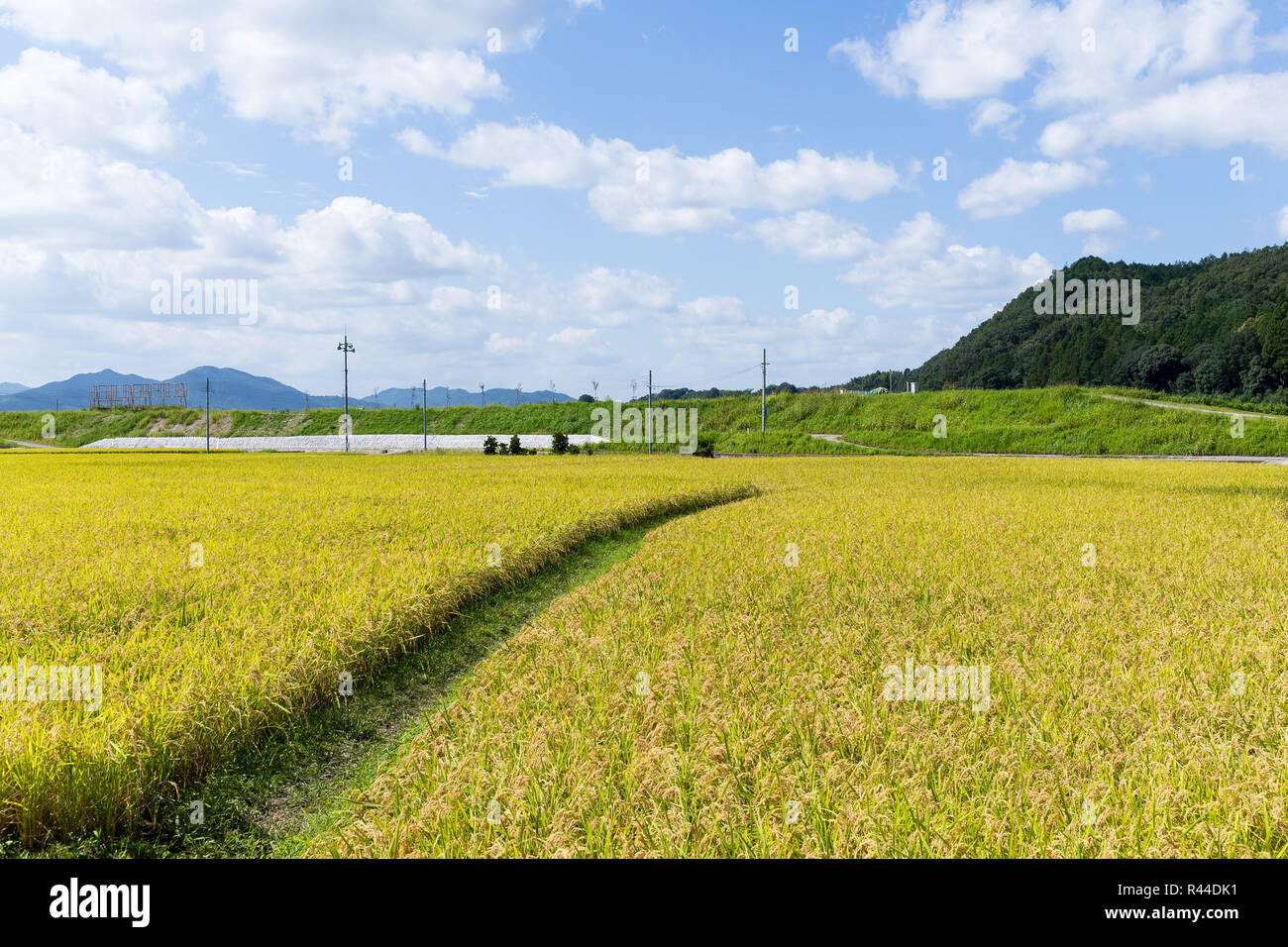 Green rice field with footpath Stock Photo - Alamy
