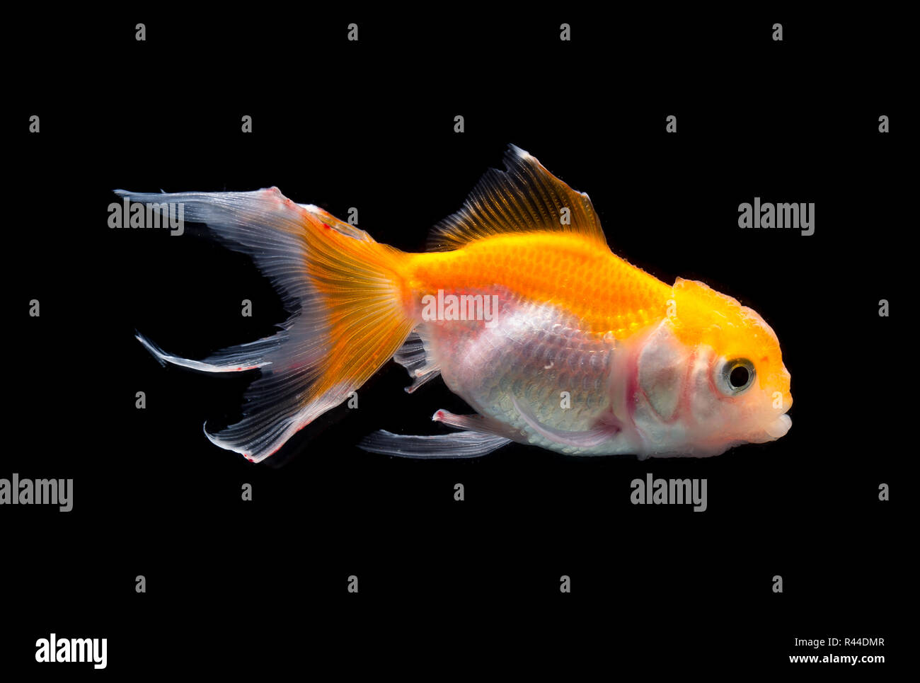 Baby pomp hi-res stock photography and images - Alamy