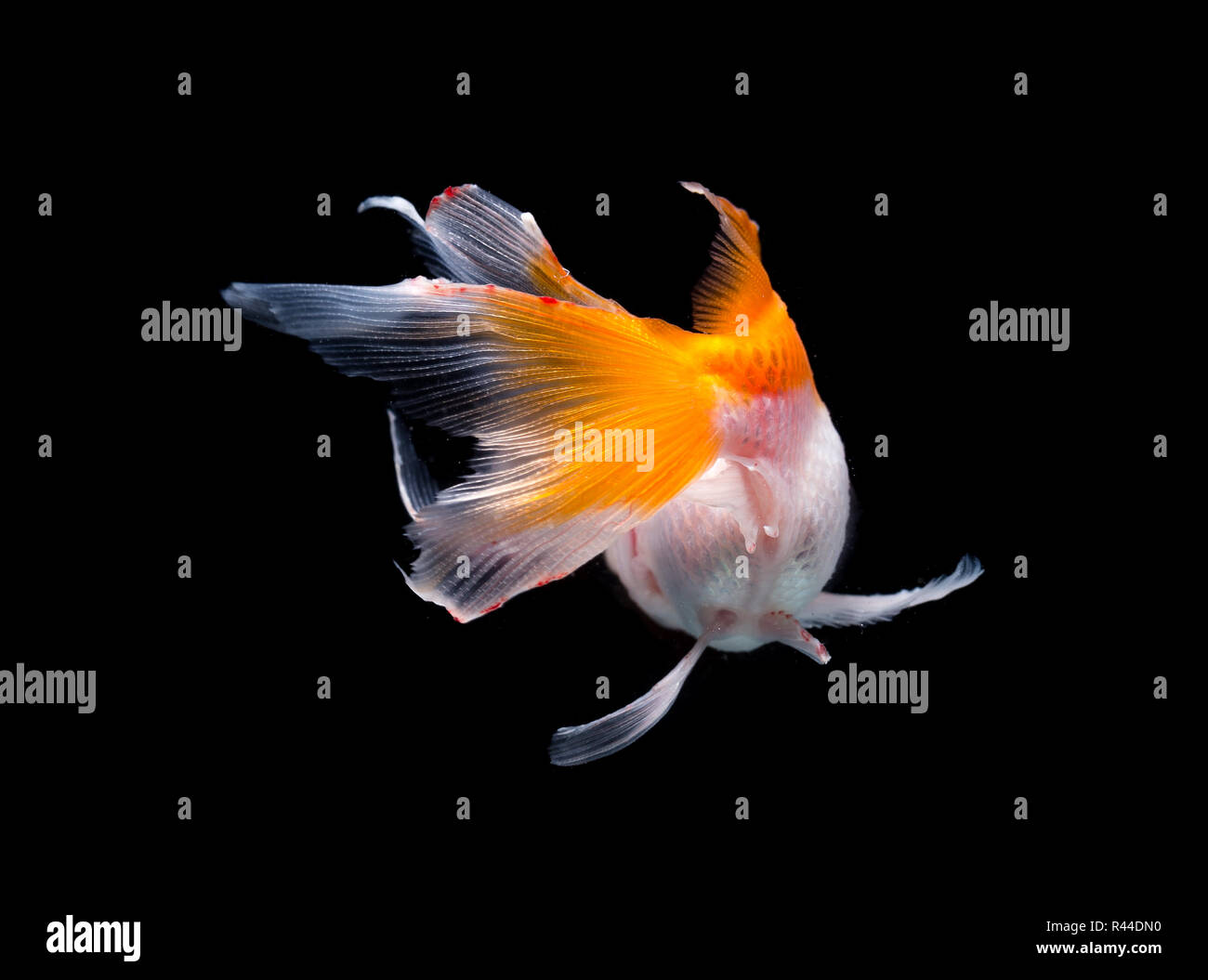 The rear view of Gold fish Stock Photo - Alamy