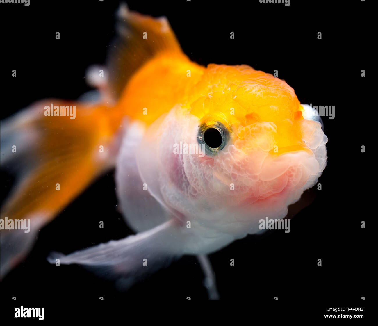 Butterfly tail goldfish hi-res stock photography and images - Alamy