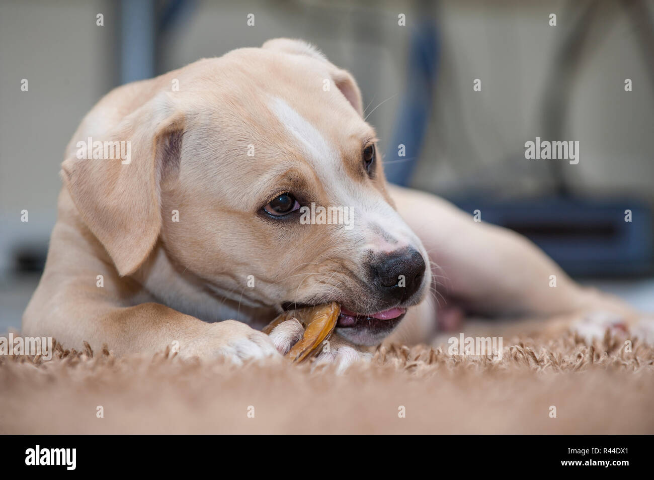 Labrador pic hi-res stock photography and images - Alamy