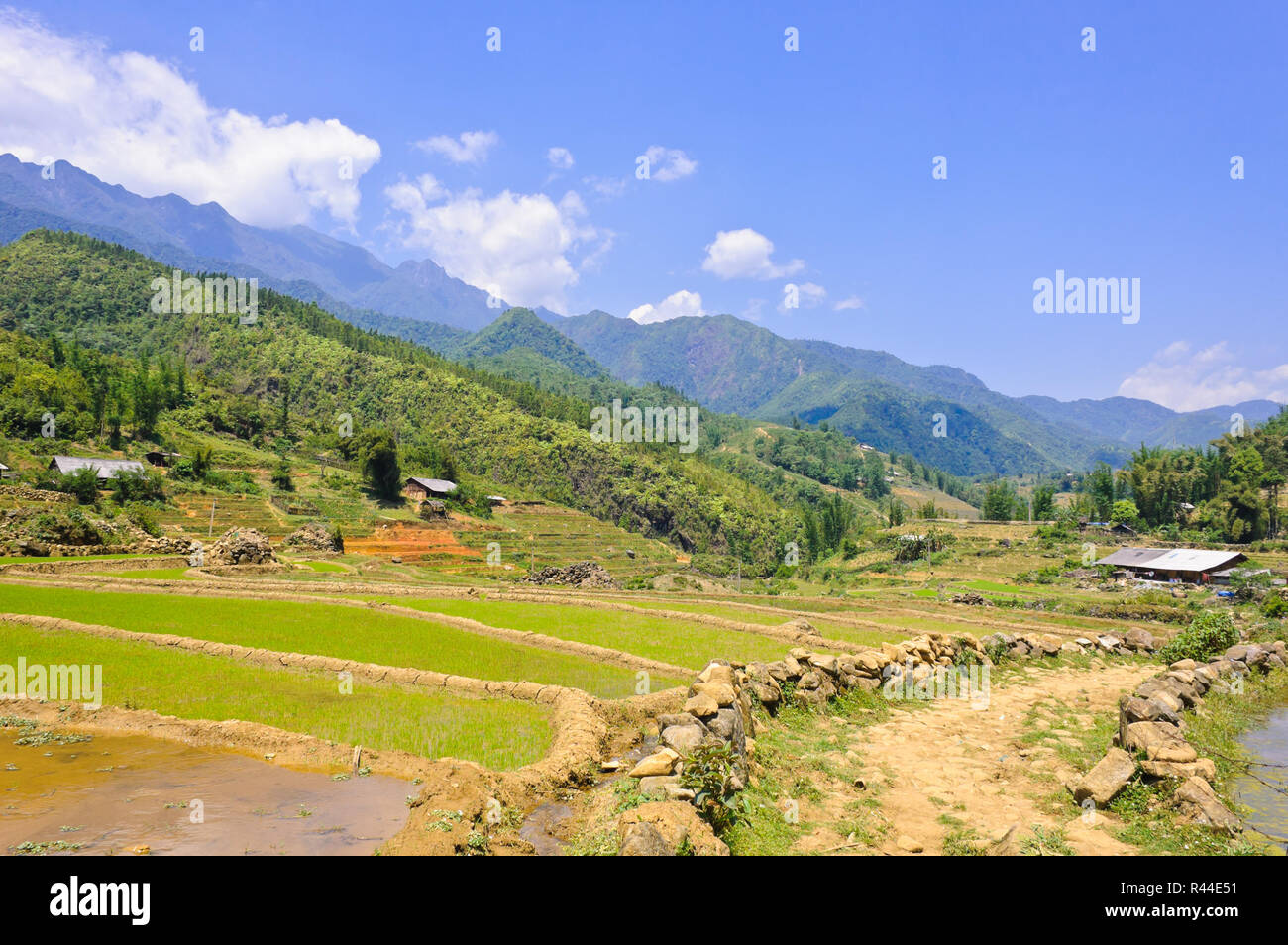 Sapa rice field and Fan Si Pan mountain on back, Vietnam Stock Photo ...