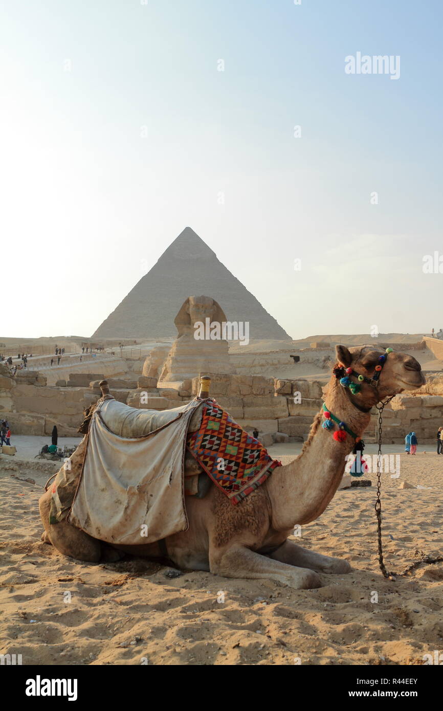 camel at the pyramids of cairo Stock Photo - Alamy