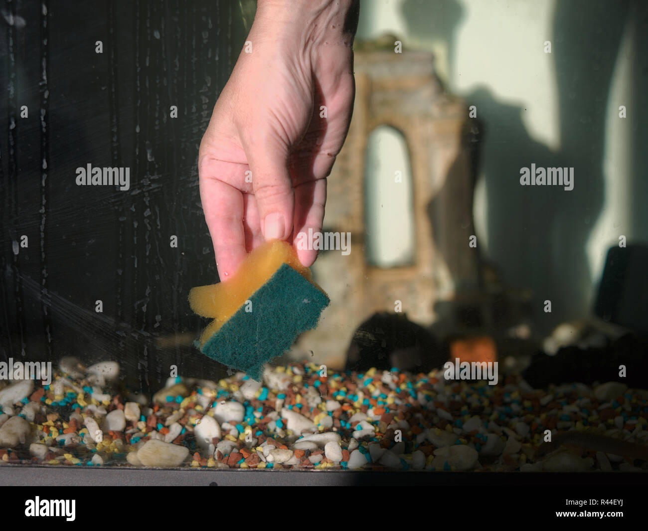 Cleaning fish tank hi-res stock photography and images - Alamy