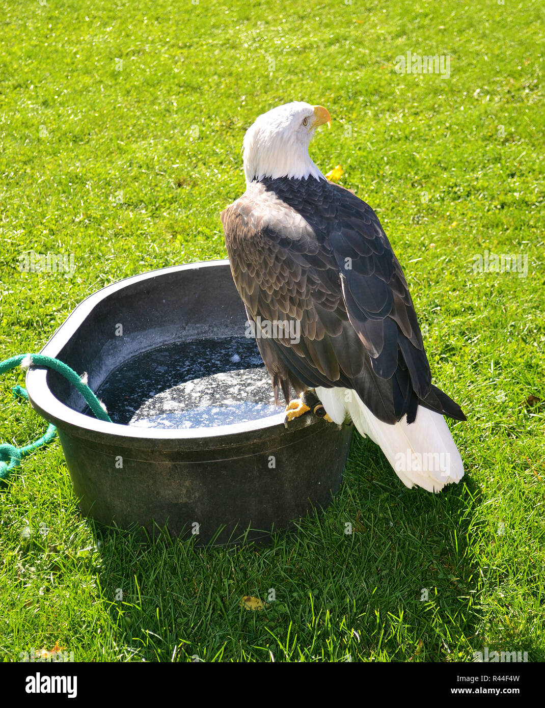 A bald eagle sitting Stock Photo - Alamy