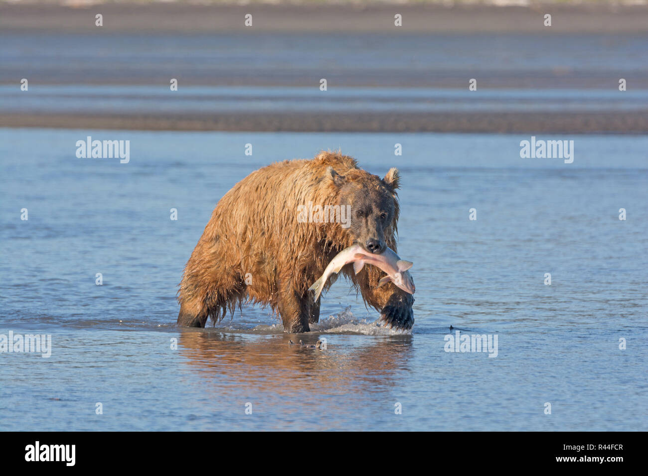 Grizzly Bear Carrying its Salmon Stock Photo - Alamy